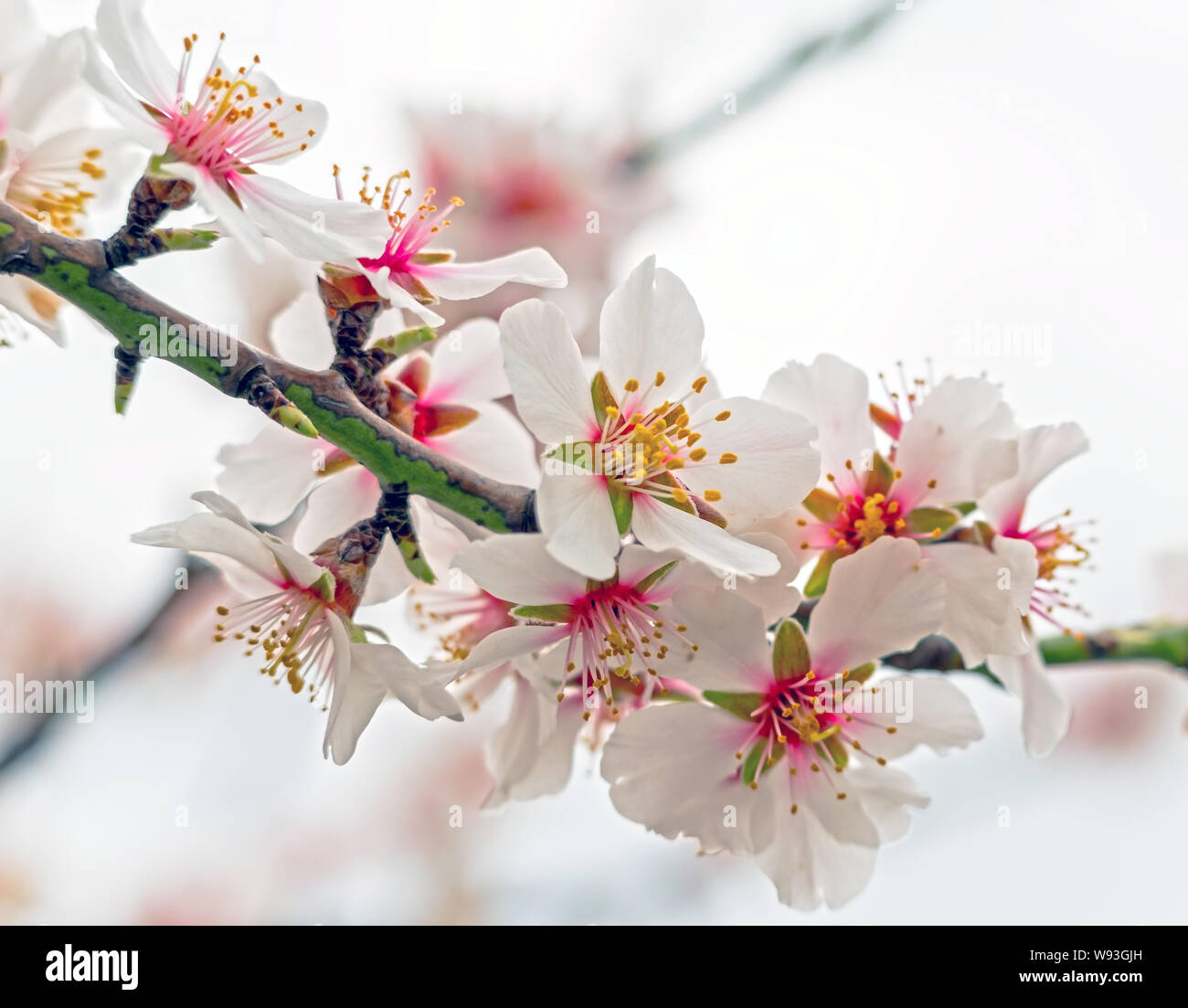 Almonds bloom in garden spring hi-res stock photography and images - Alamy
