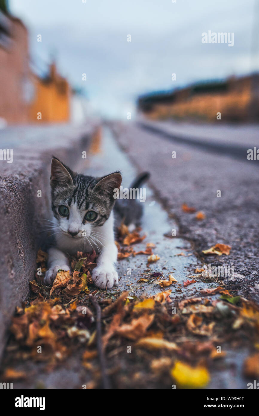 a puppy cat in the street on the asphalt playing with some eyes that ...