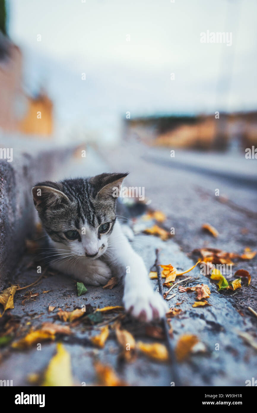 a puppy cat in the street on the asphalt playing with some eyes that ...