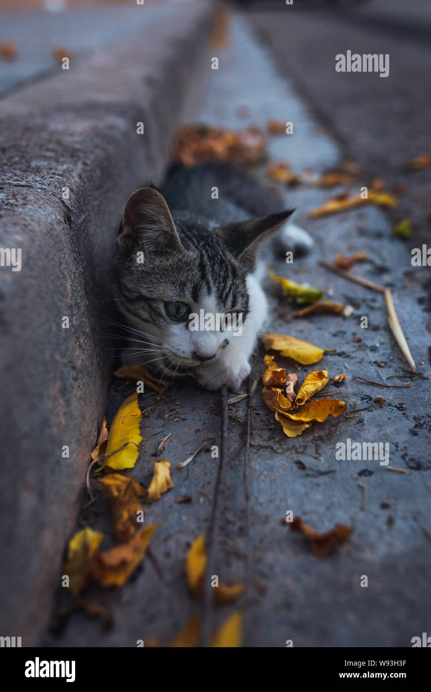 a puppy cat in the street on the asphalt playing with some eyes that ...