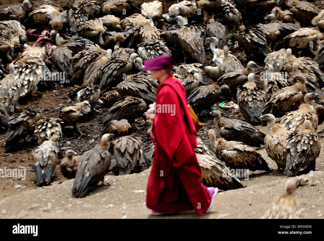 A lama walks past a flock of vultures after a sky burial in Sertar ...