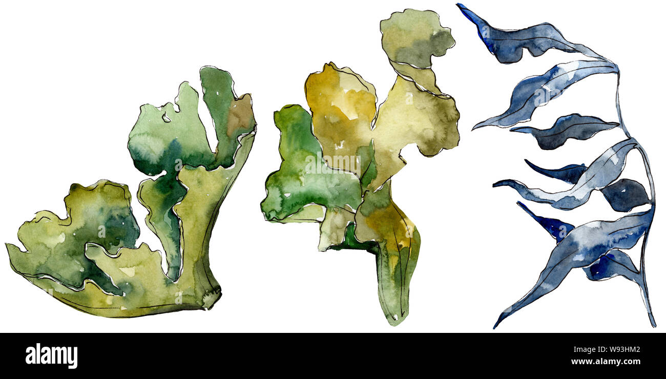 Green and blue aquatic nature coral reef. Tropical plant sea and ocean ...