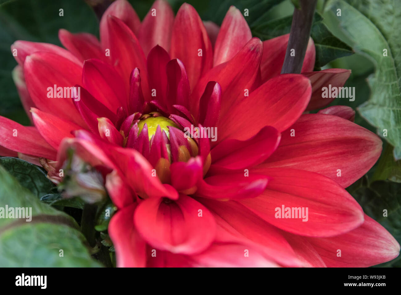 Dahlia red runner hi-res stock photography and images - Alamy