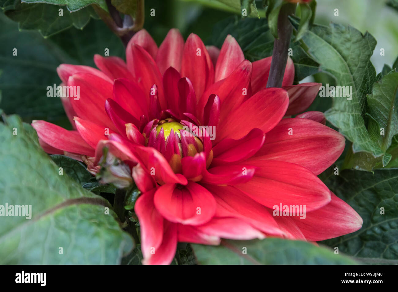 Dahlia red runner hi-res stock photography and images - Alamy