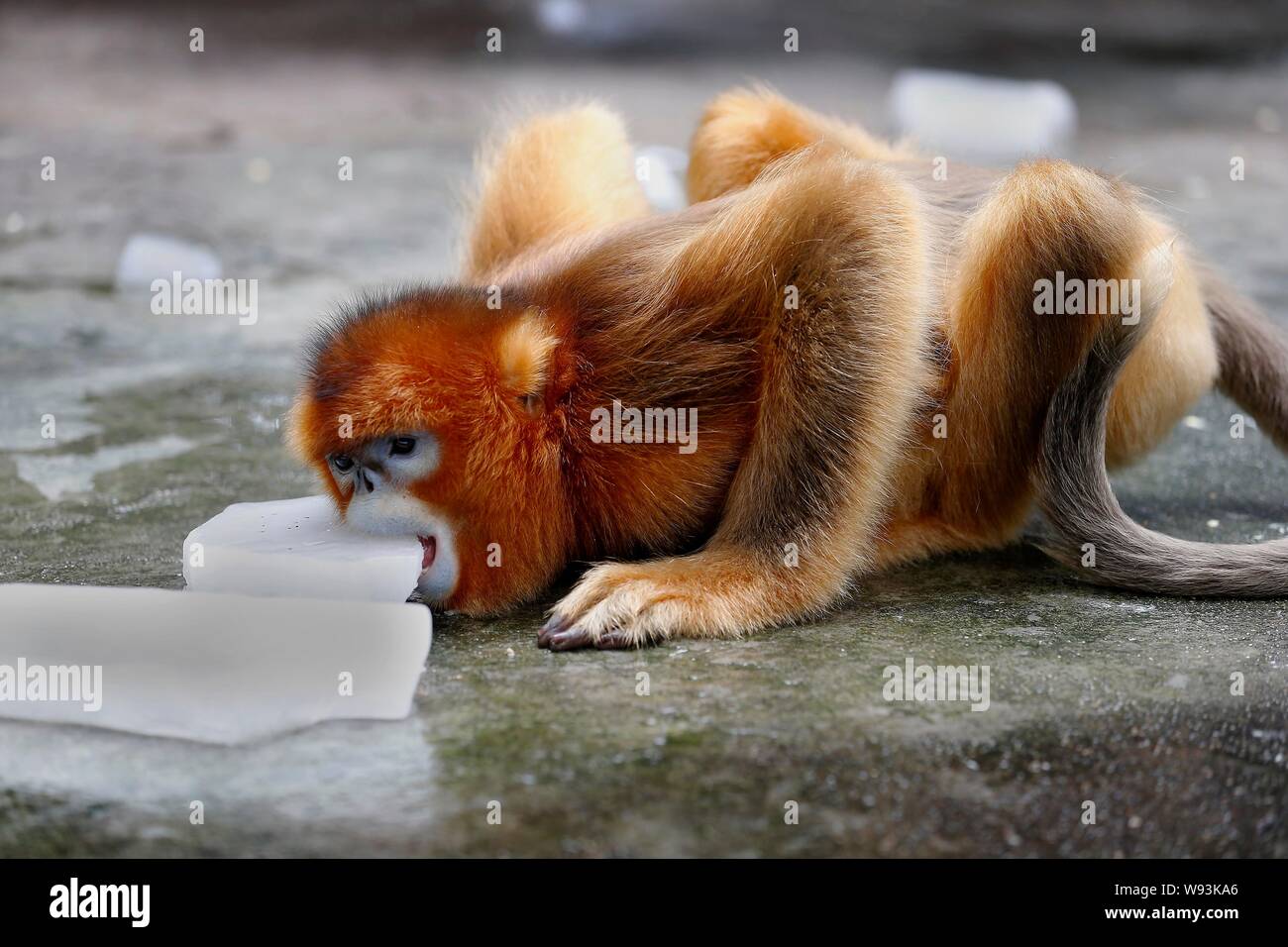Monkey and cube hi-res stock photography and images - Alamy