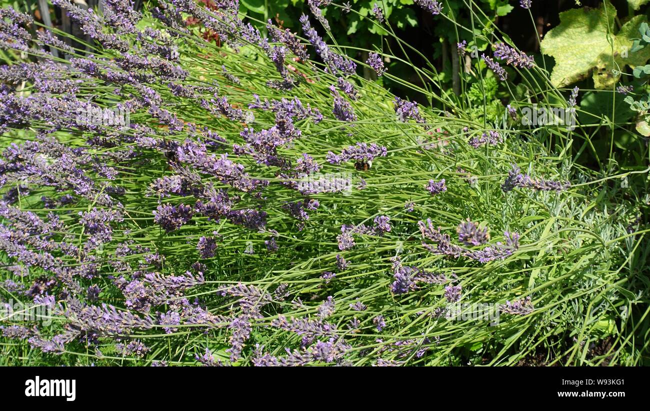 Representing pollination hi-res stock photography and images - Alamy