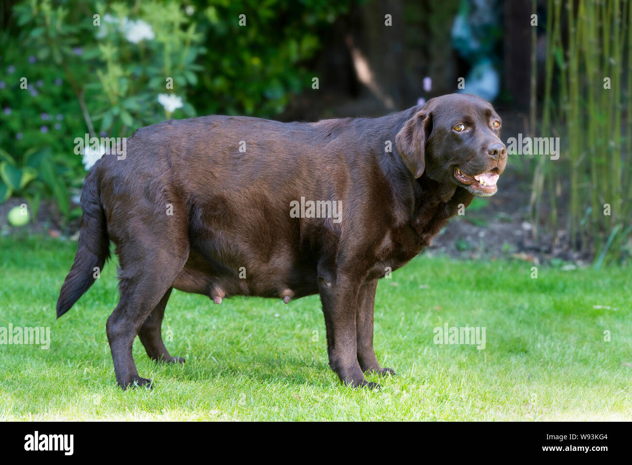 Heavily Pregnant Chocolate Labrador Bitch Dog Stock Photo - Alamy
