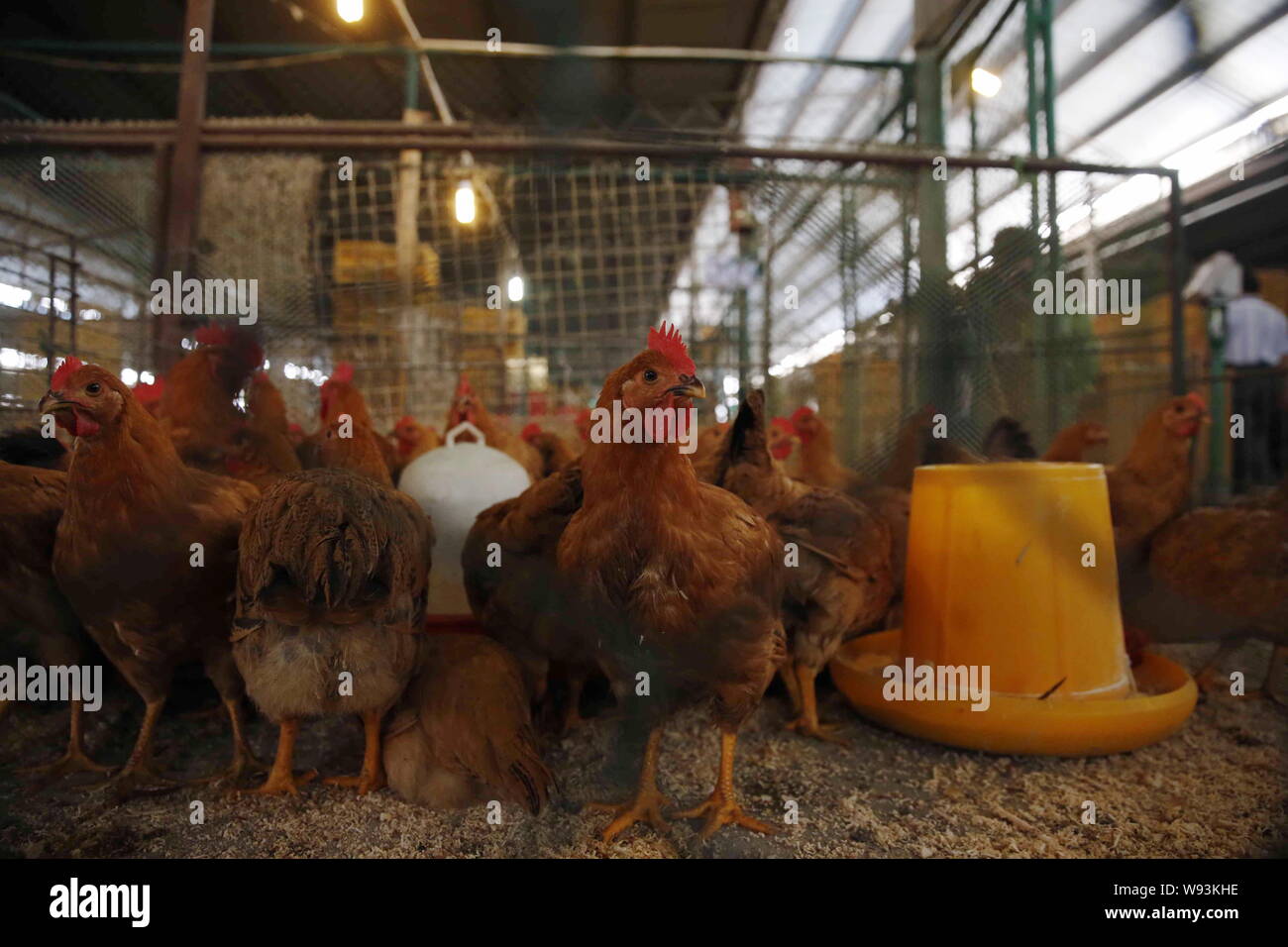 Live poultry hi-res stock photography and images - Alamy