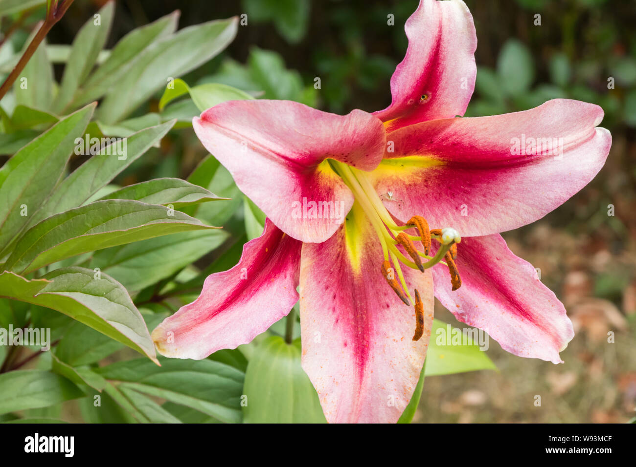 Oriental trumpet lily hybrid hi-res stock photography and images - Alamy