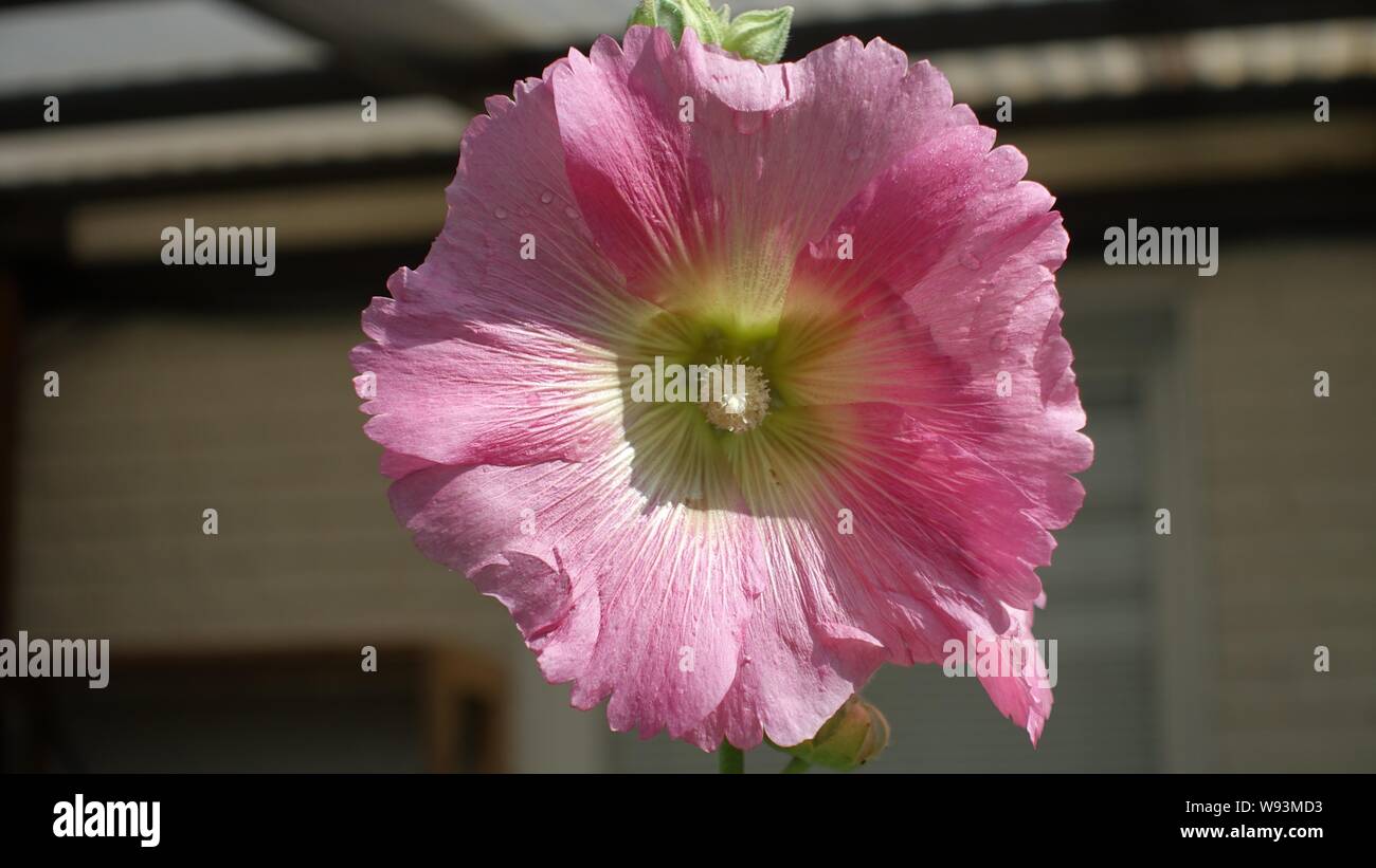 photograph representing a mallow flower Stock Photo - Alamy