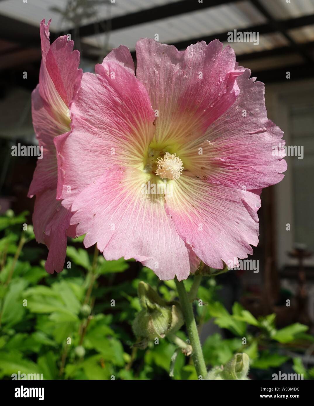 Photograph of a red rose stem hi-res stock photography and images - Alamy