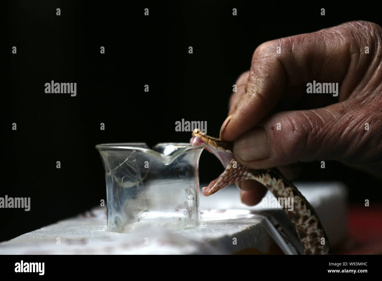 Snake Venom High Resolution Stock Photography and Images - Alamy