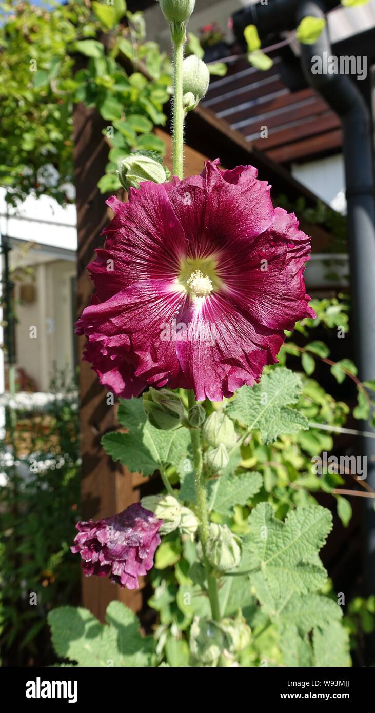 Photograph Of A Red Rose Stem High Resolution Stock Photography and ...