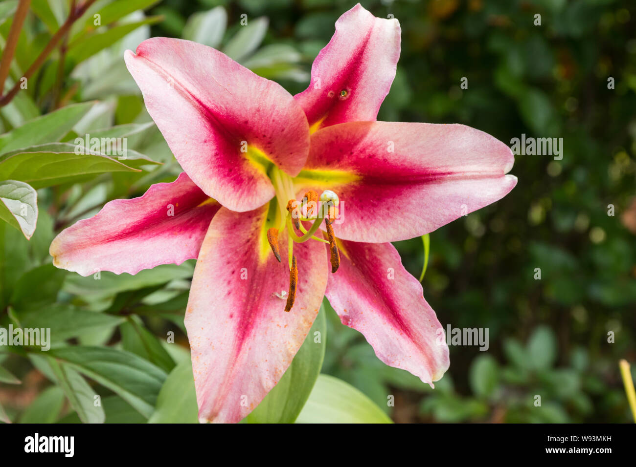 Lilium anastasia hi-res stock photography and images - Alamy