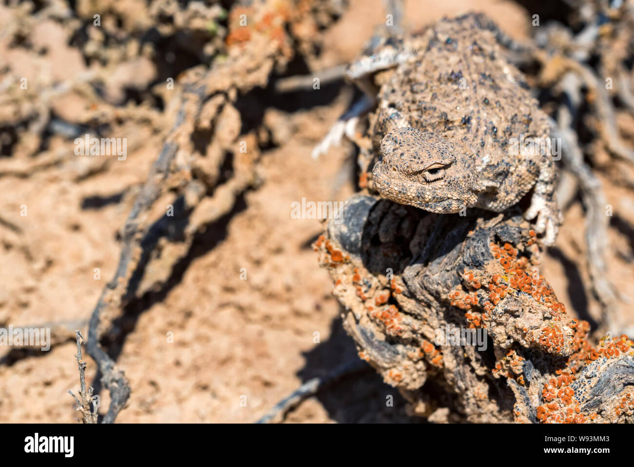 Close portrait of Phrynocephalus helioscopus agama in nature Stock ...