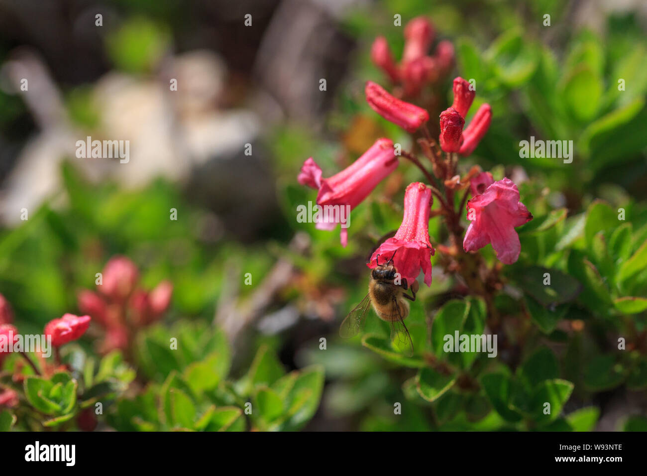 Rhododendron ferrugineum ( commonly known as alpenrose, snow-rose Stock ...