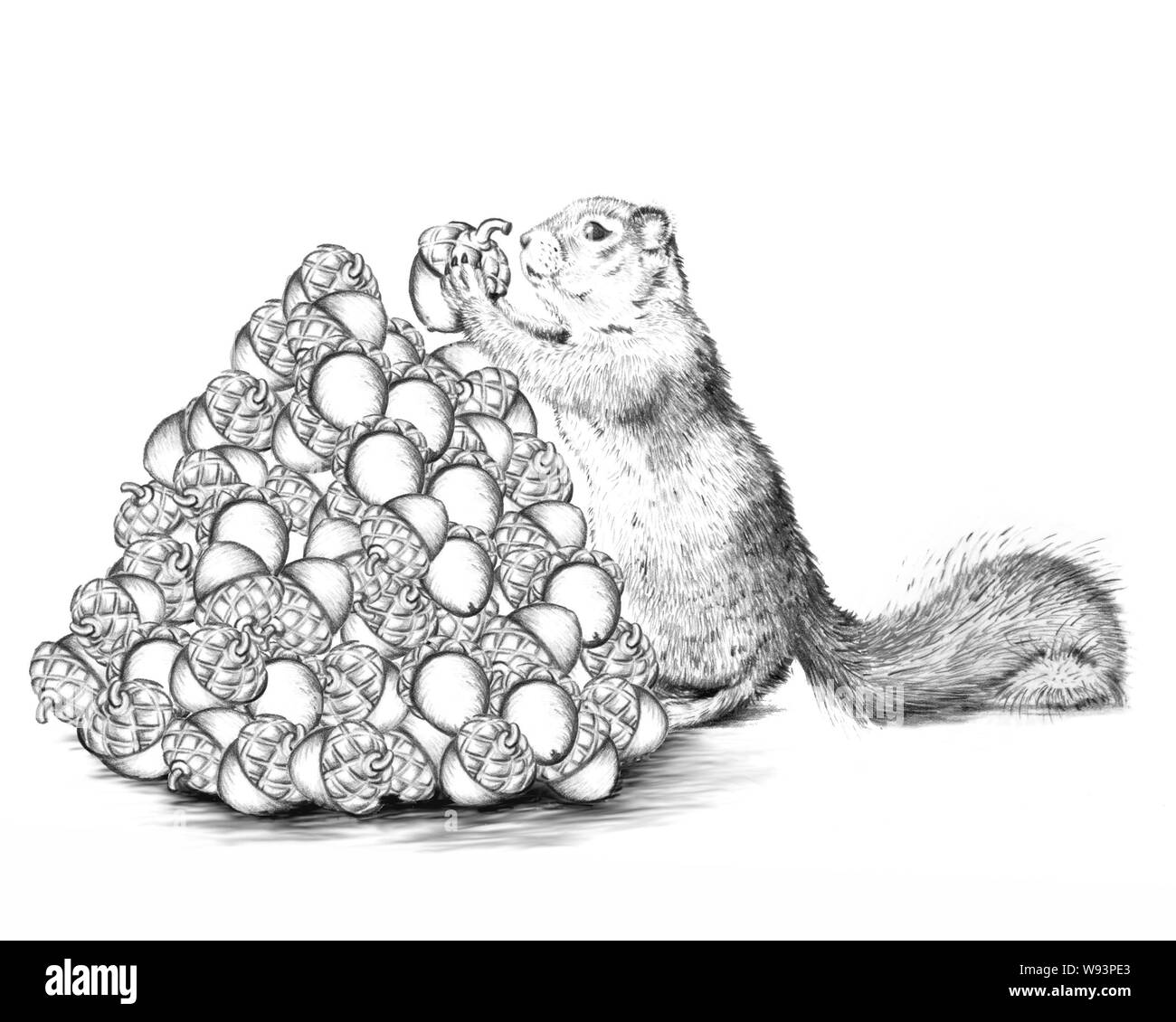 Army Squirrel Drawing