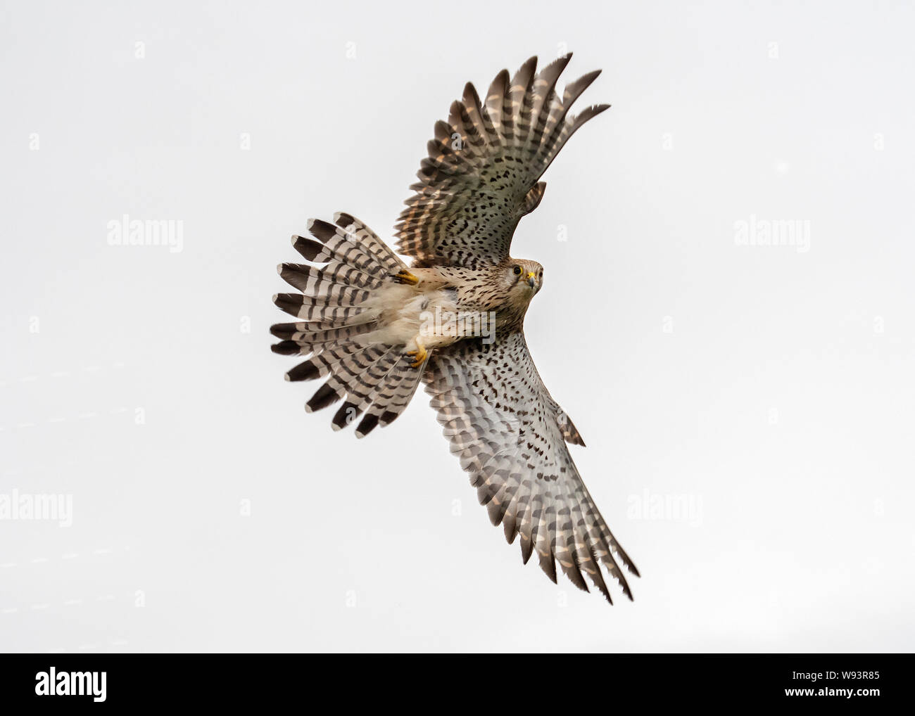 Kestrel picture hi-res stock photography and images - Alamy