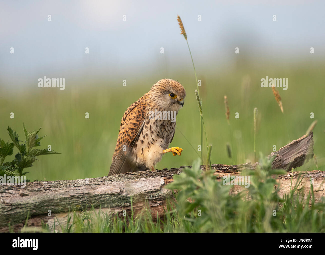 Kestrel Picture High Resolution Stock Photography and Images - Alamy