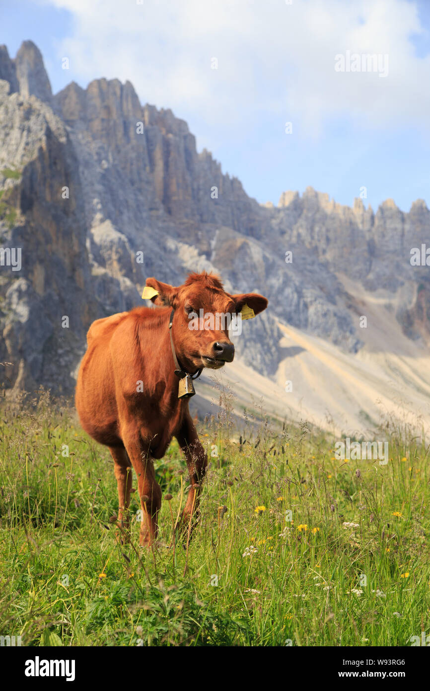 Brown mountain cows grazing on an alpine pasture near Dolomites, Italy ...