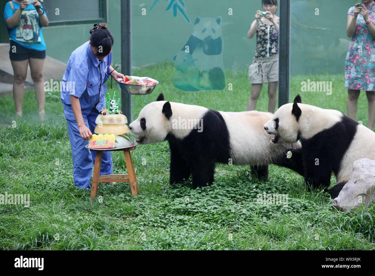 A Chinese keeper feeds icy cakes for giant pandas at a zoo in Weifang ...