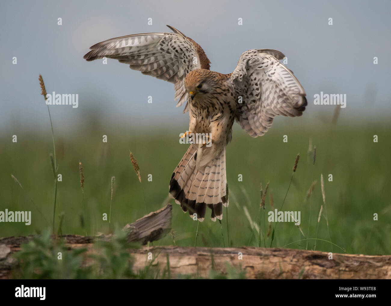 Kestrel picture hi-res stock photography and images - Alamy