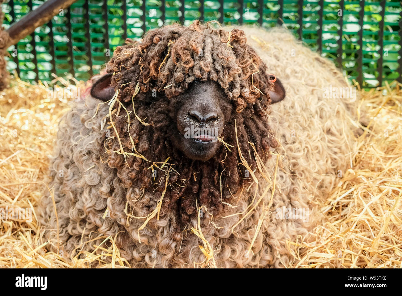 Longwool hi-res stock photography and images - Alamy