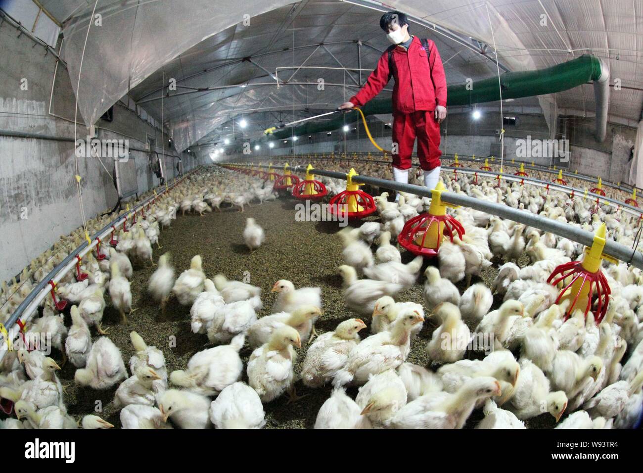 A Chinese worker wearing a face mask disinfects chickens against the ...
