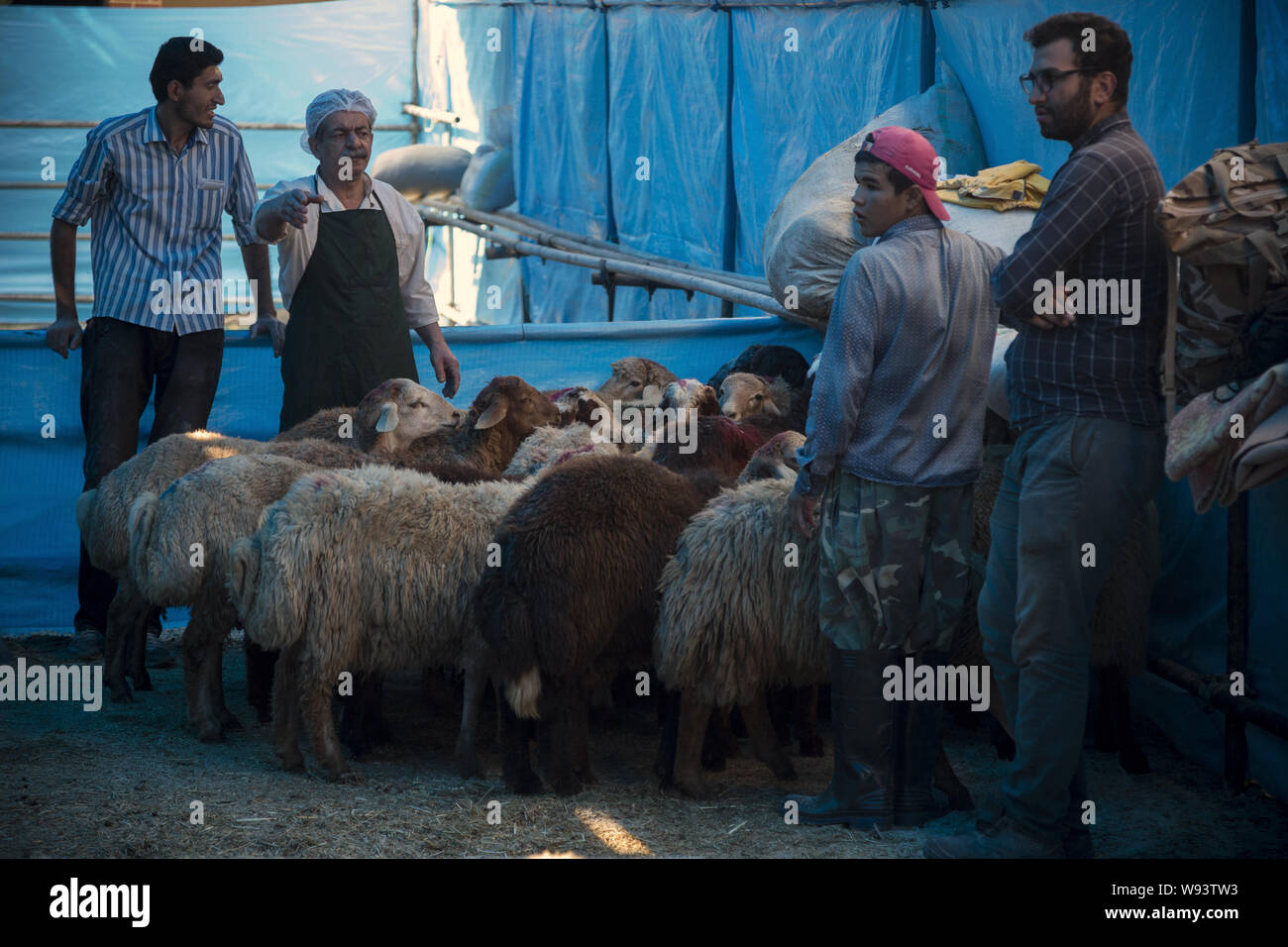 Tehran, Tehran, Iran. 12th Aug, 2019. Iranian Muslims buy sheep at a ...