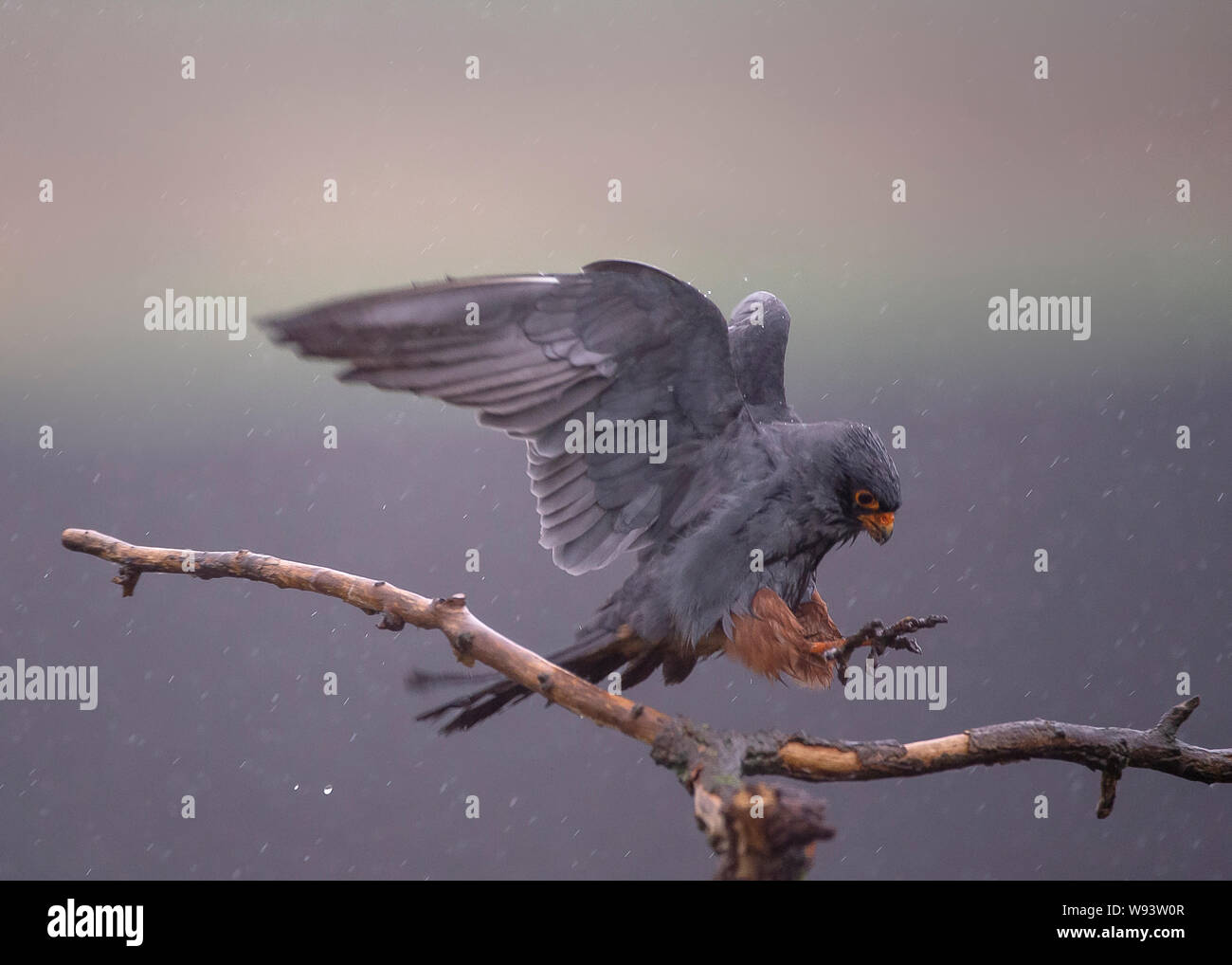 Falcon red-footed (Falco vesperetinus) - male Stock Photo - Alamy