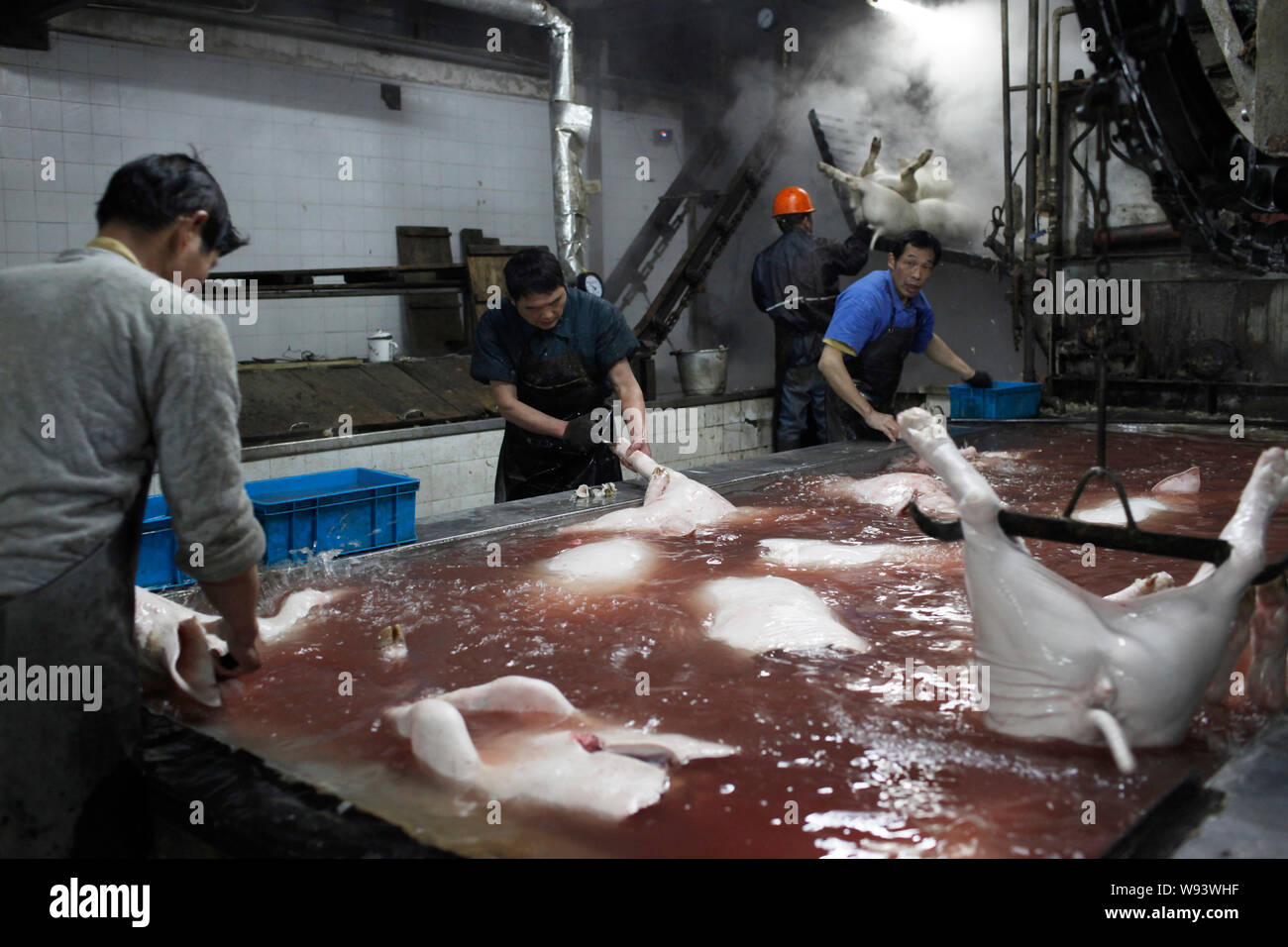 Chinese workers clean killed pigs at a slaughterhouse in Haining city ...