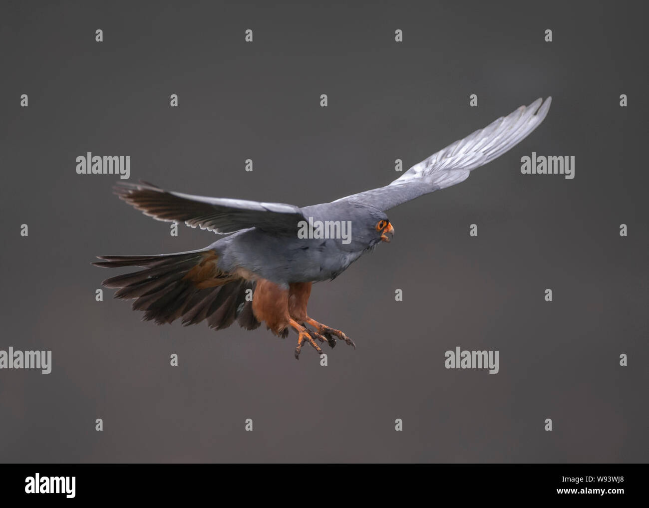 Falcon red-footed (Falco vesperetinus) - male Stock Photo - Alamy