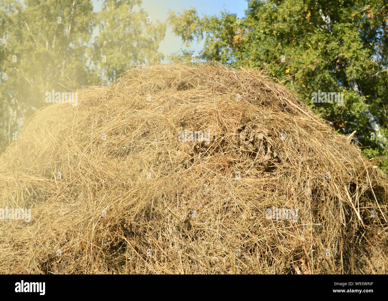 Authentic rustic background with haystack in the meadow Stock Photo - Alamy