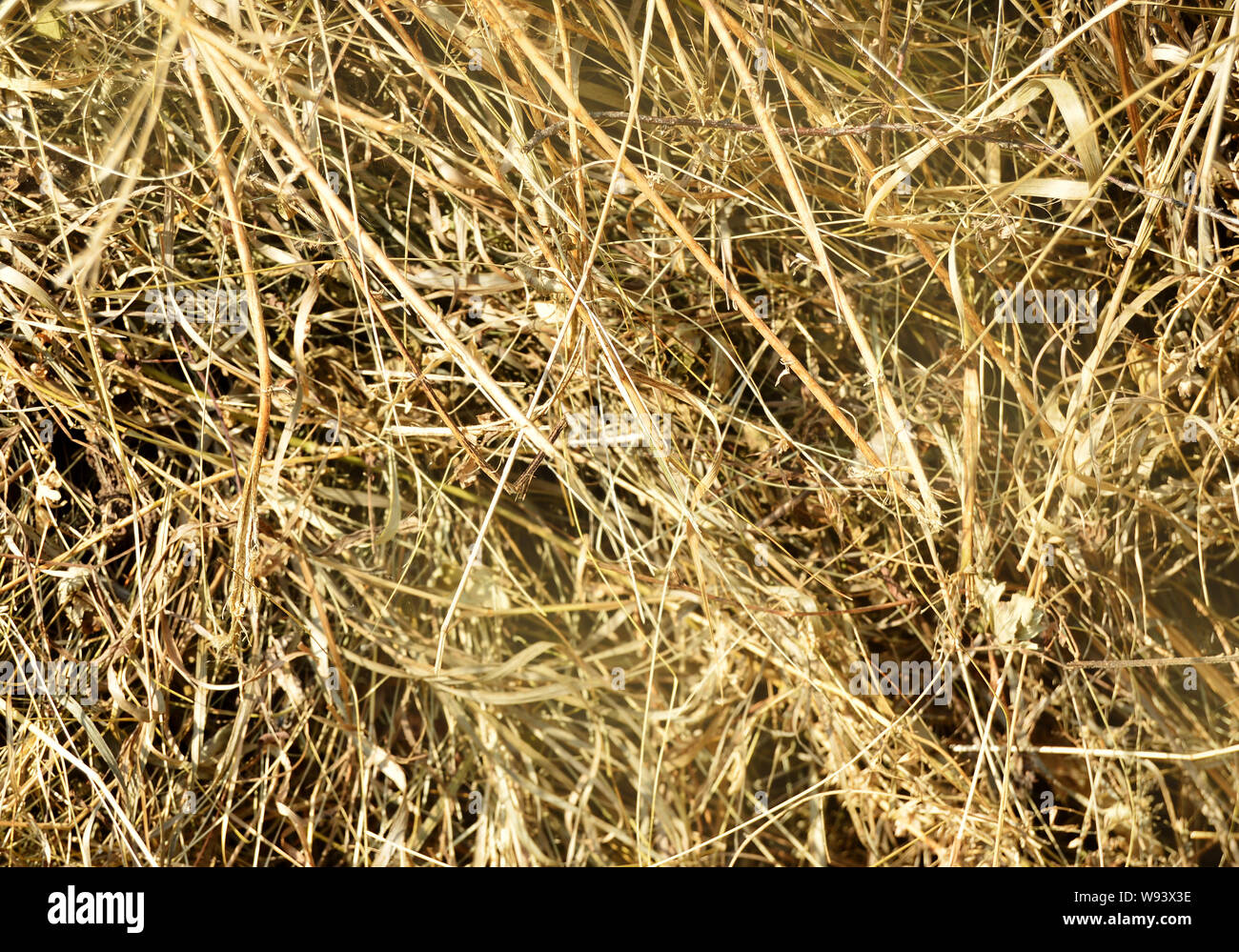 Textured background of straw and hay in the sunshine Stock Photo - Alamy