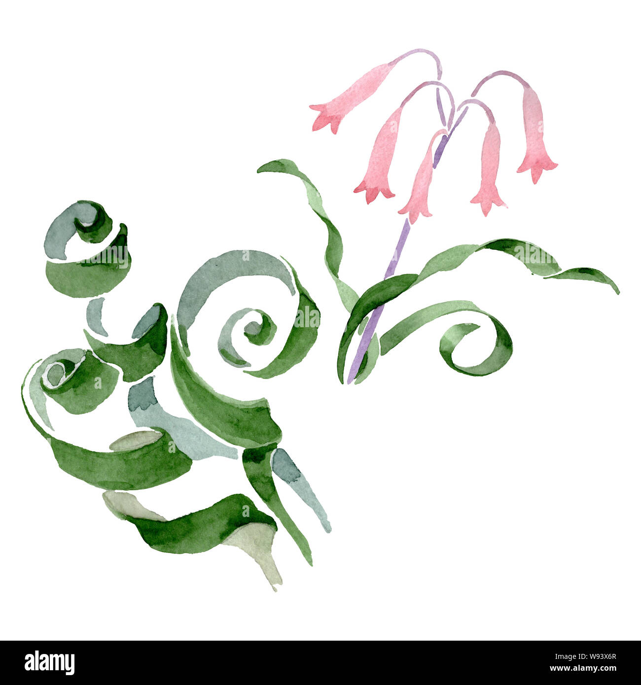 Albuca Cut Out Stock Images & Pictures - Alamy