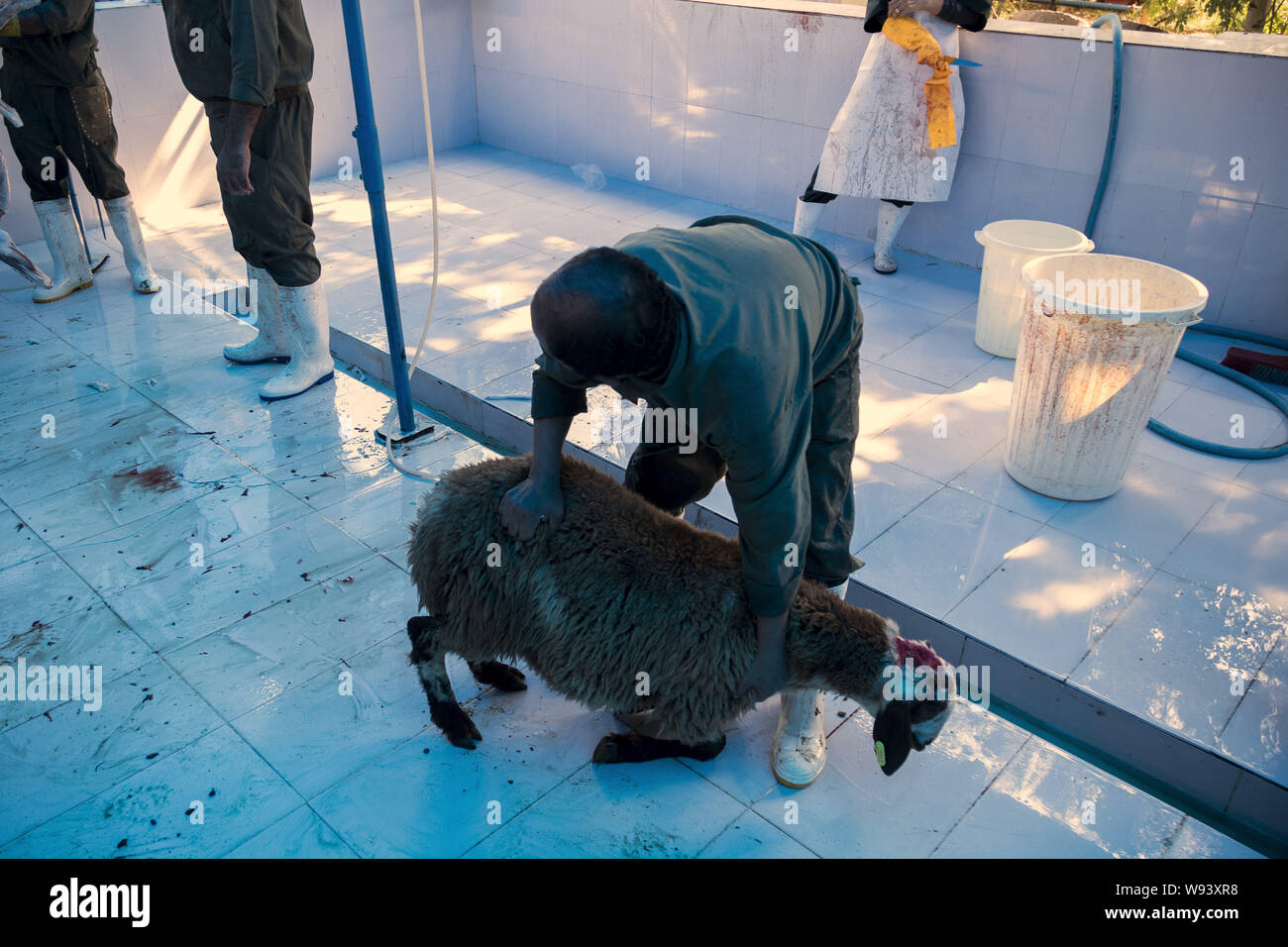 Tehran, Tehran, Iran. 12th Aug, 2019. Iranian Muslims buy sheep at a ...