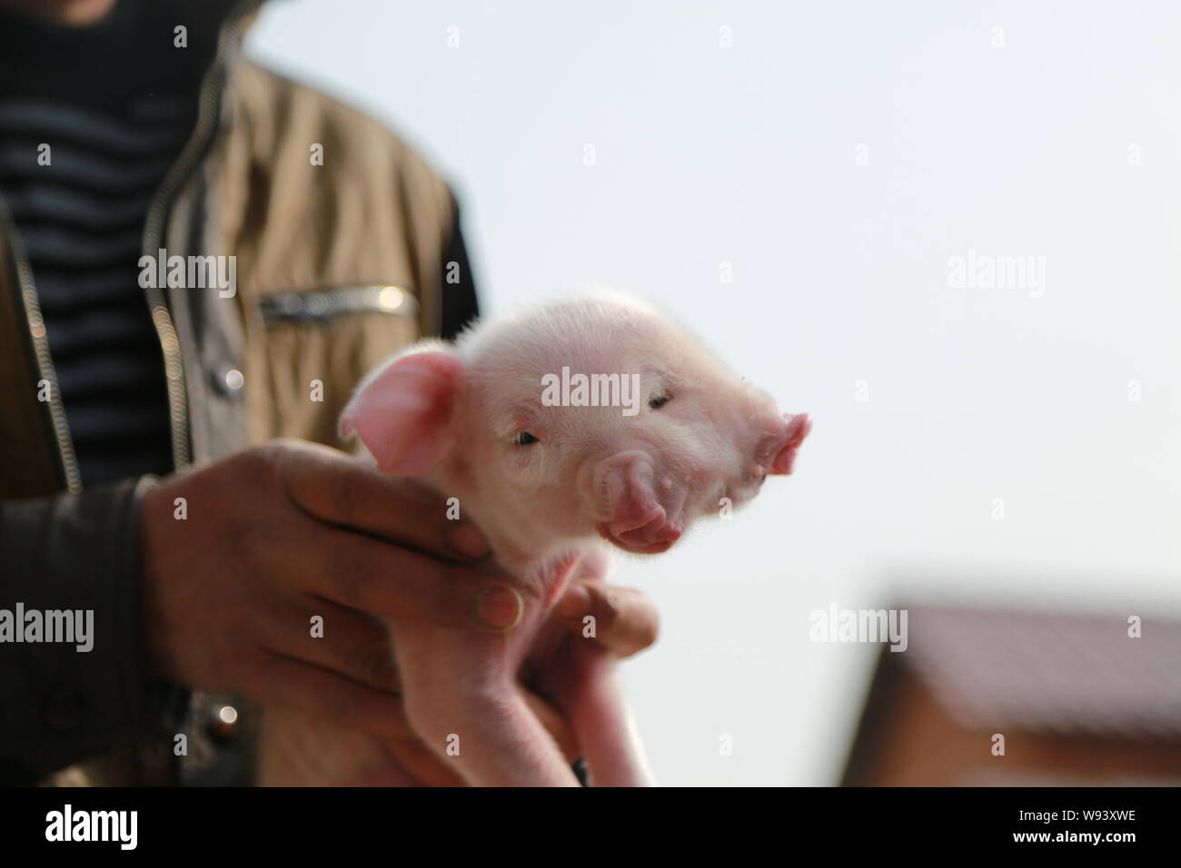 A villager holds the piglet with three eyes, two noses and two mouths ...