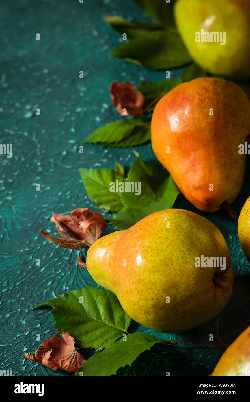 Harvest organic pears in the leaves. Harvest of organic pears in leaves ...