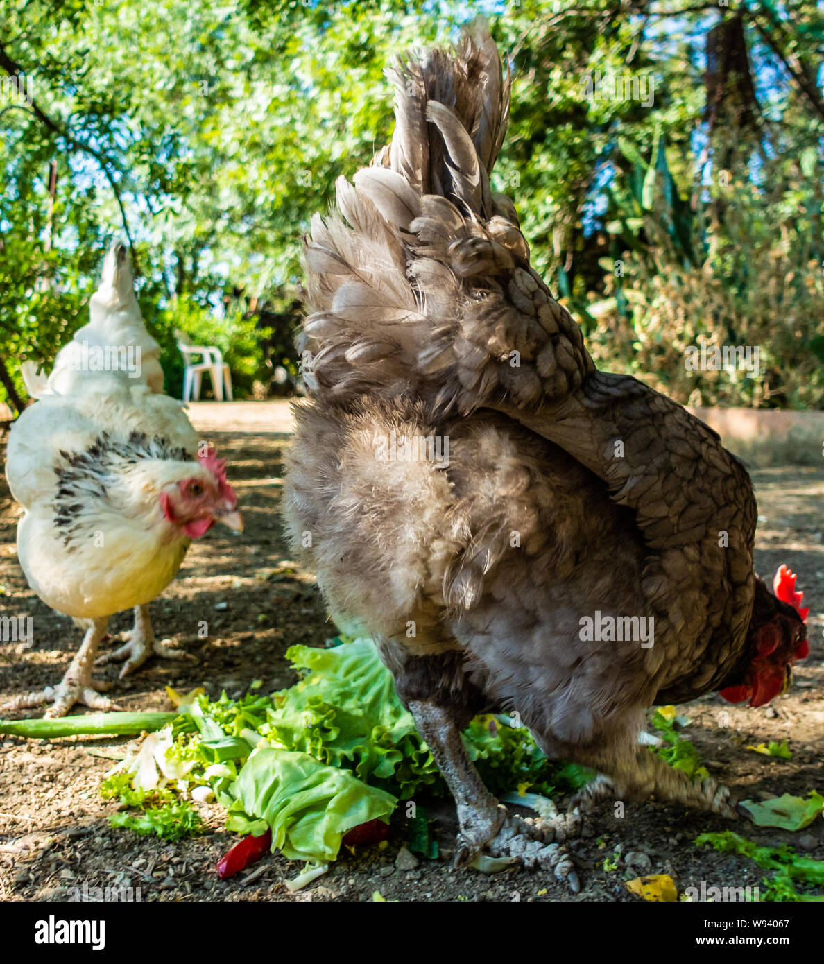 Feeding chickens hi-res stock photography and images - Alamy
