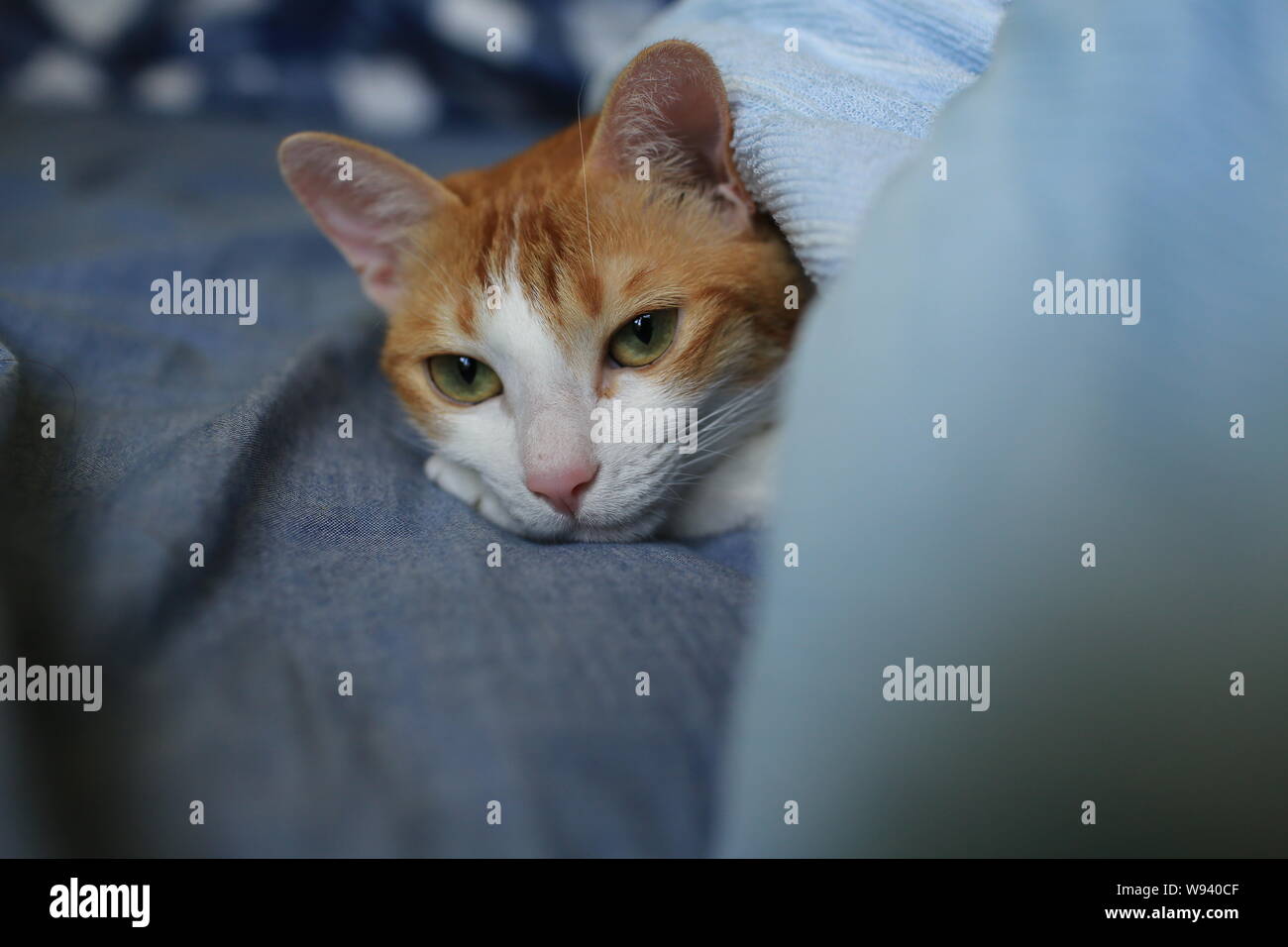 deep sleeping cat on the bed Stock Photo - Alamy