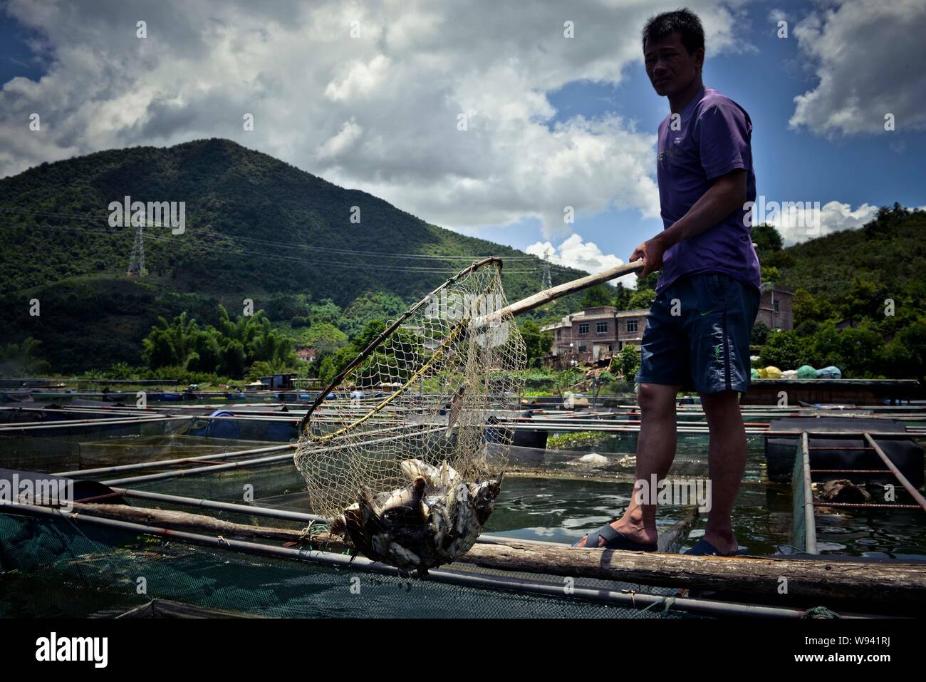 A local Chinese villager shows dead fish from the Hejiang River, which ...