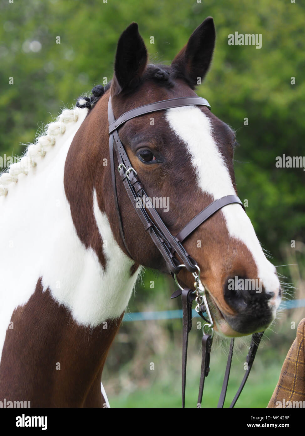 A head shot of a skewbald plaited horse in a double bridle Stock Photo ...