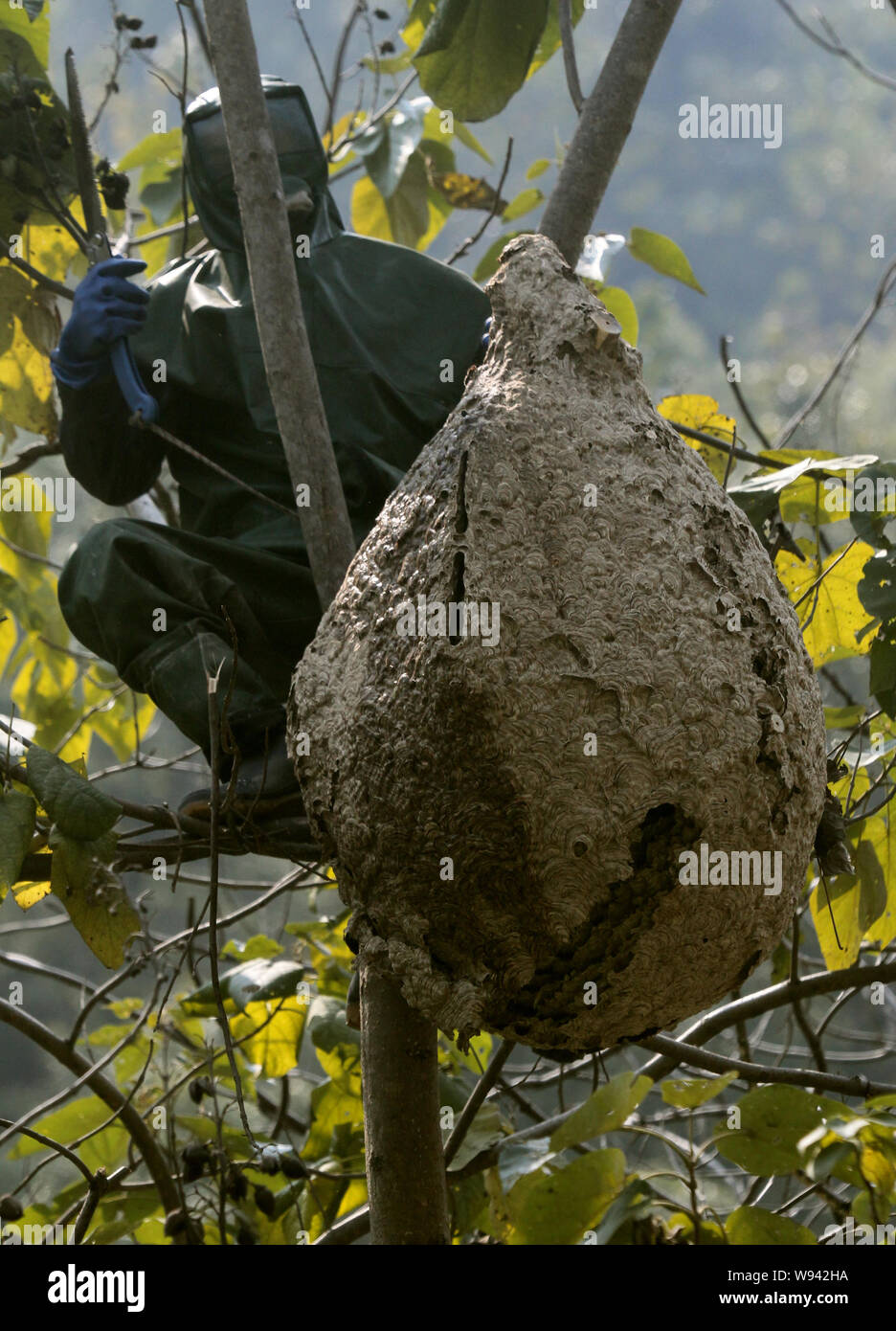 Worker wasps hi-res stock photography and images - Alamy