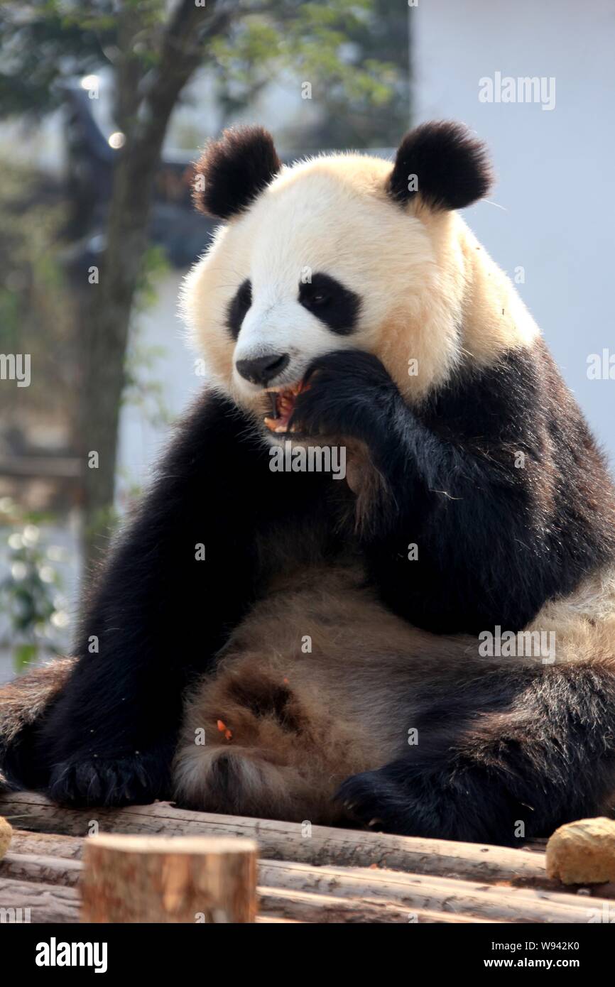 A giant panda eats a carrot on a wooden bridge in the sunshine at the ...