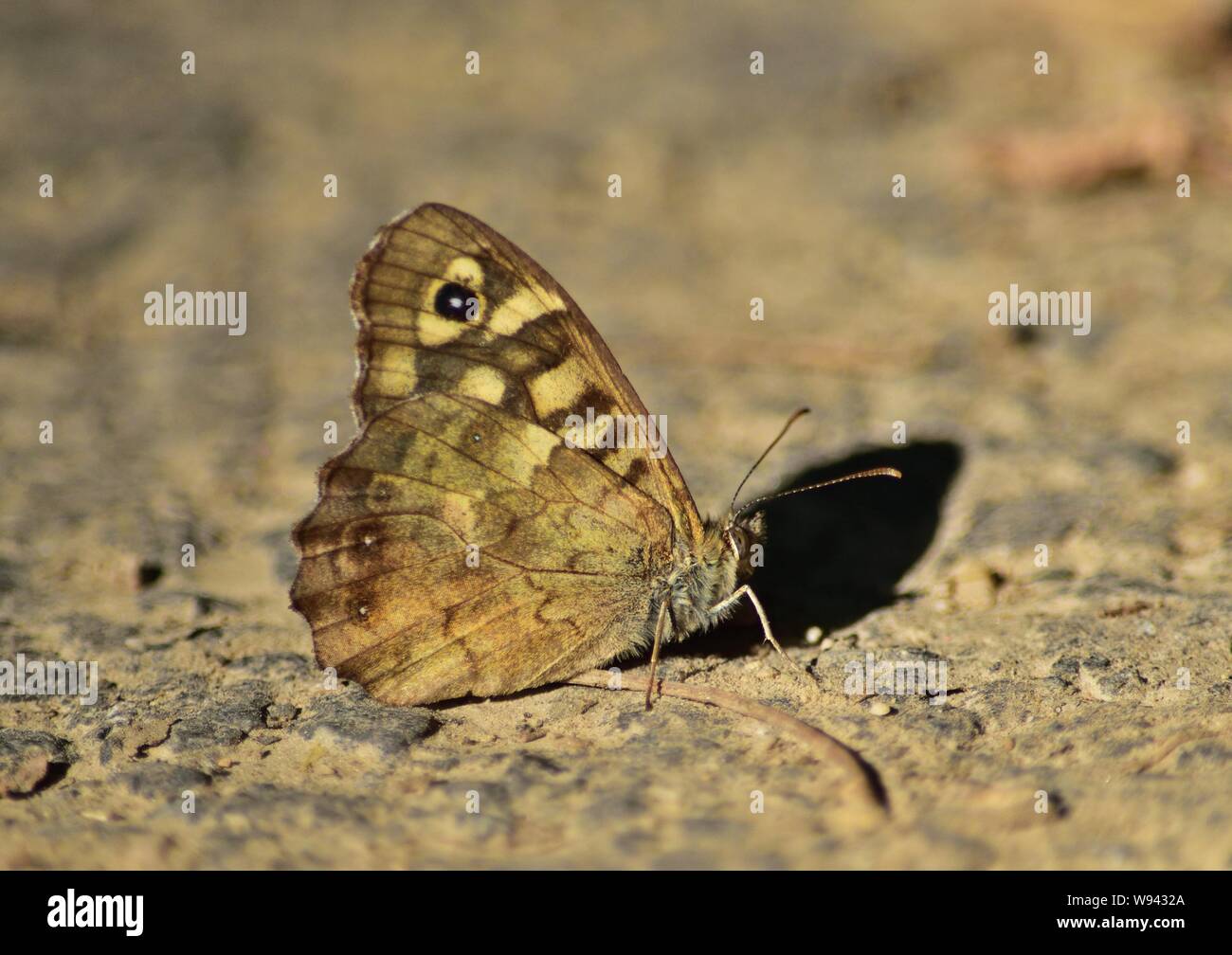 Insect speckled butterfly hi-res stock photography and images - Alamy