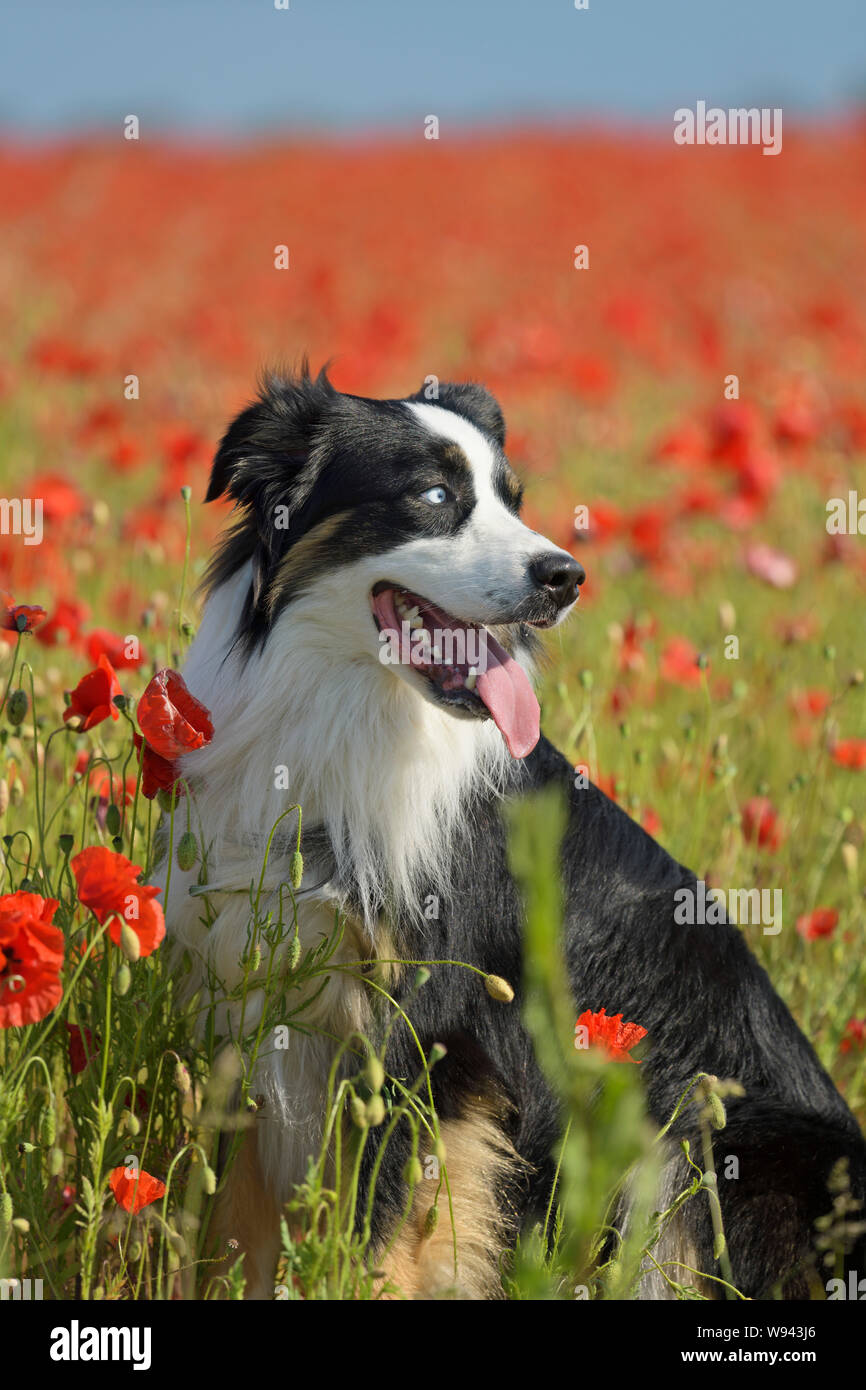 Australian Shepherd dog in a poppy field Stock Photo - Alamy