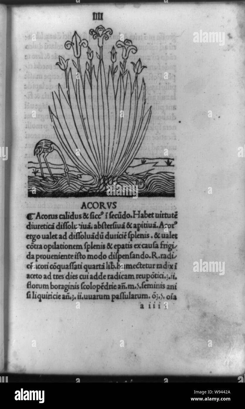 Acorus calamus Black and White Stock Photos & Images - Alamy