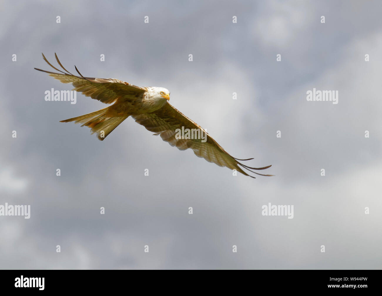 Leucistic Red Kite High Resolution Stock Photography and Images - Alamy