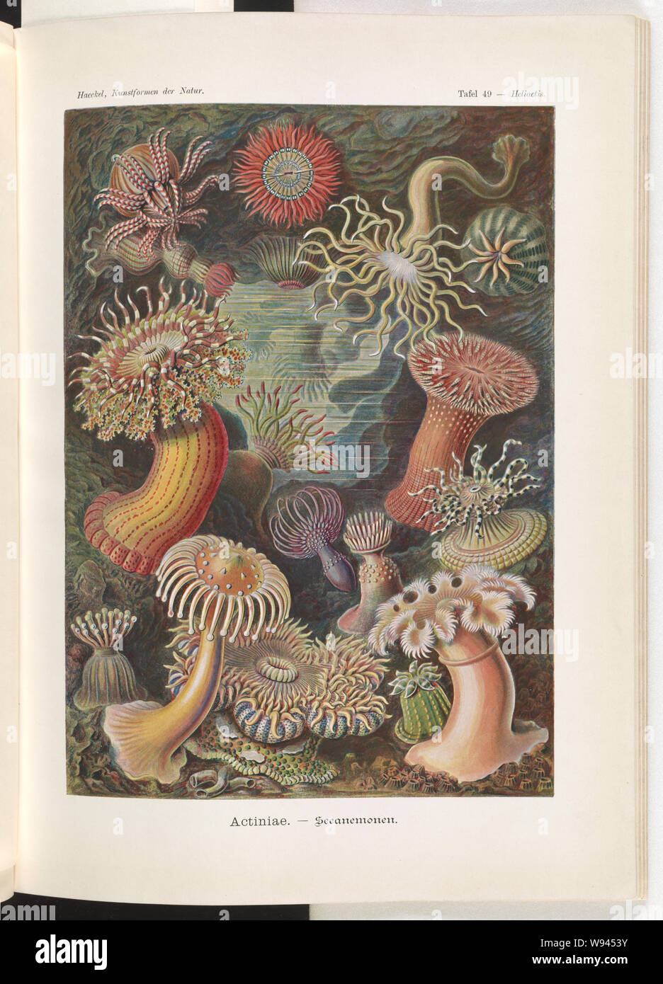 Actiniae. - Seeanemonen Stock Photo - Alamy