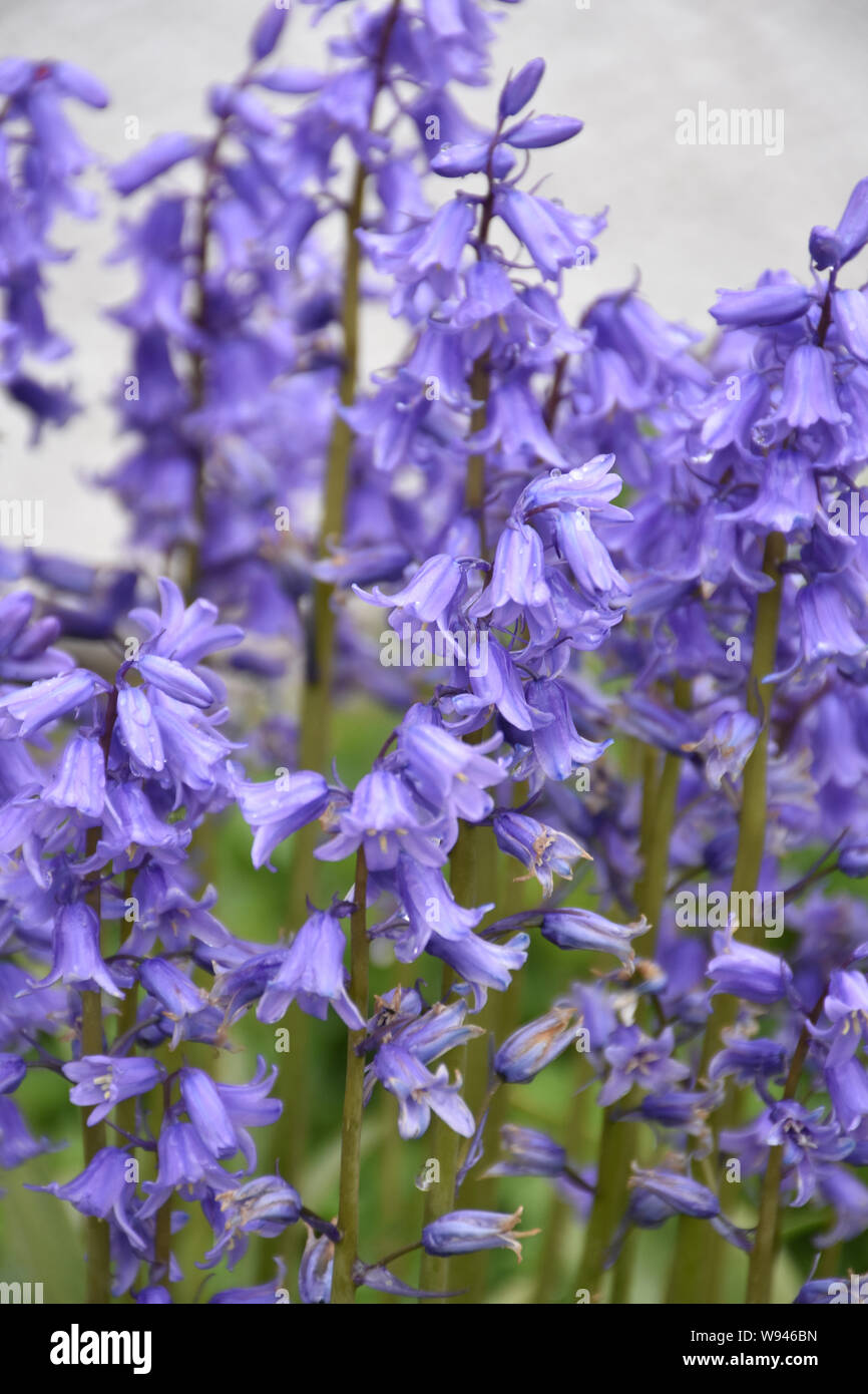 Spring garden with blooming common bluebells flowering Stock Photo - Alamy